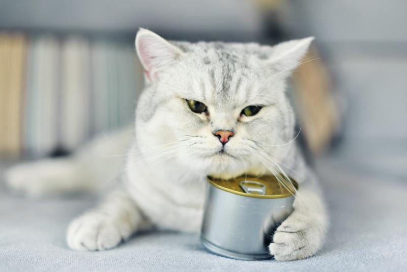 Calculate How Much Canned Food To Feed A Cat LoveToKnow Pets Calculate How Much Canned Food To Feed A Cat LoveToKnow Pets