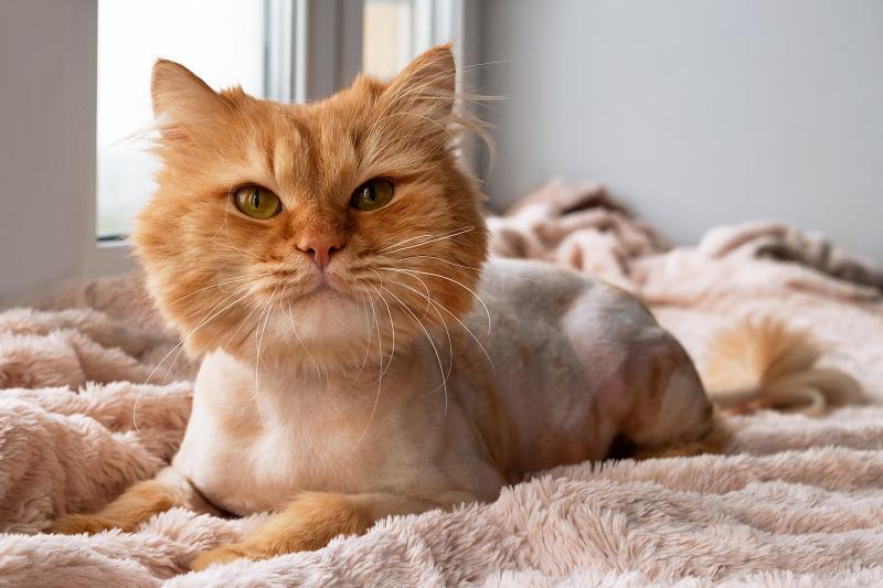 Should You Get A Lion Cut For Cats Pros And Cons LoveToKnow Pets