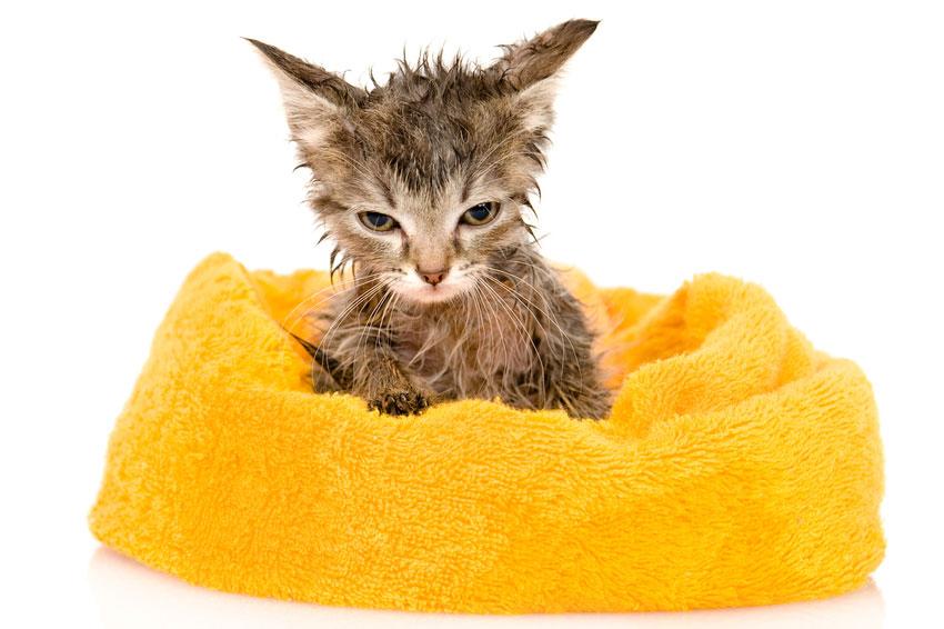 15 Funniest Pictures of Wet Cats | LoveToKnow