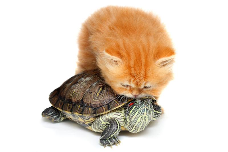 8 Cats Who Love Other Animals [Slideshow]