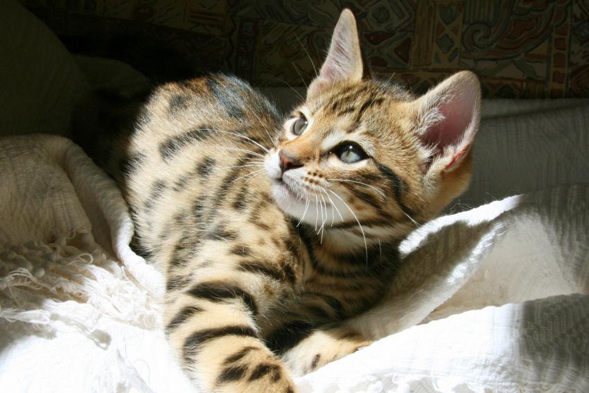 18 Extremely Rare Cat Breeds & Crosses | LoveToKnow Pets