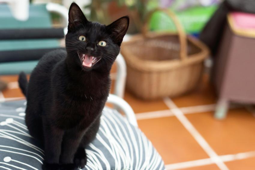 12 Black Cat Memes That Make Life Purrfect | LoveToKnow Pets