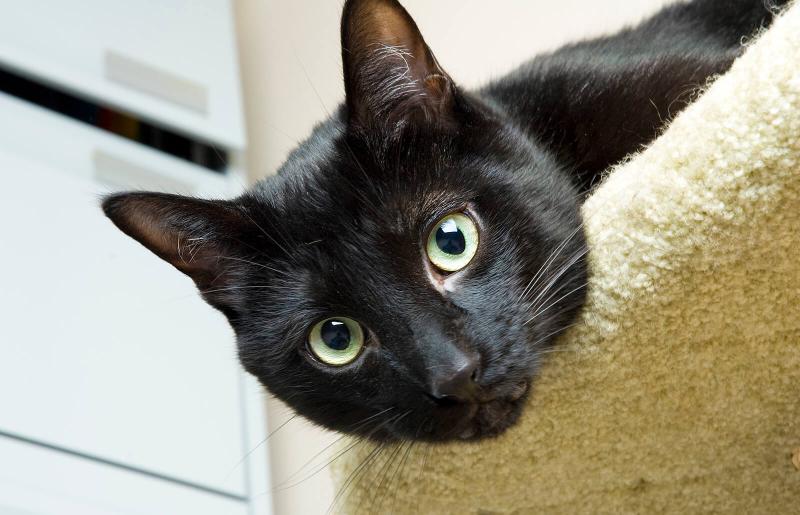 Black Cat Personality Traits LoveToKnow