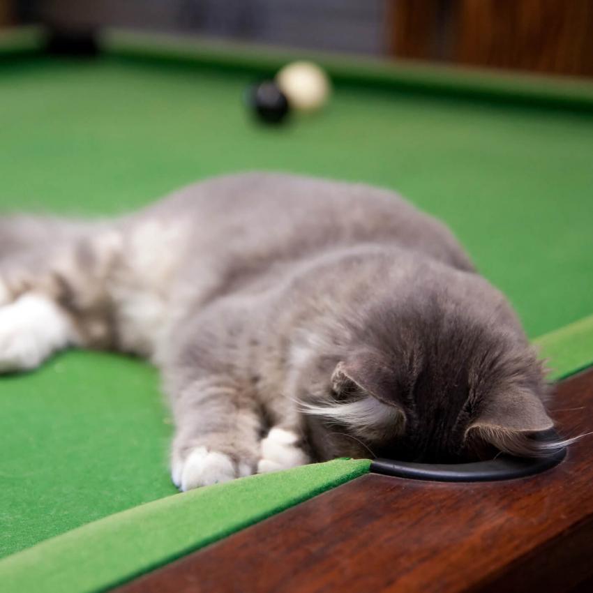 Funny Kittens Gallery | LoveToKnow Pets