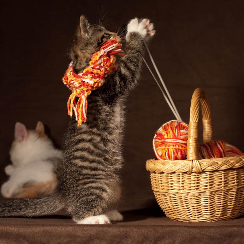 Funny Kittens Gallery | LoveToKnow Pets