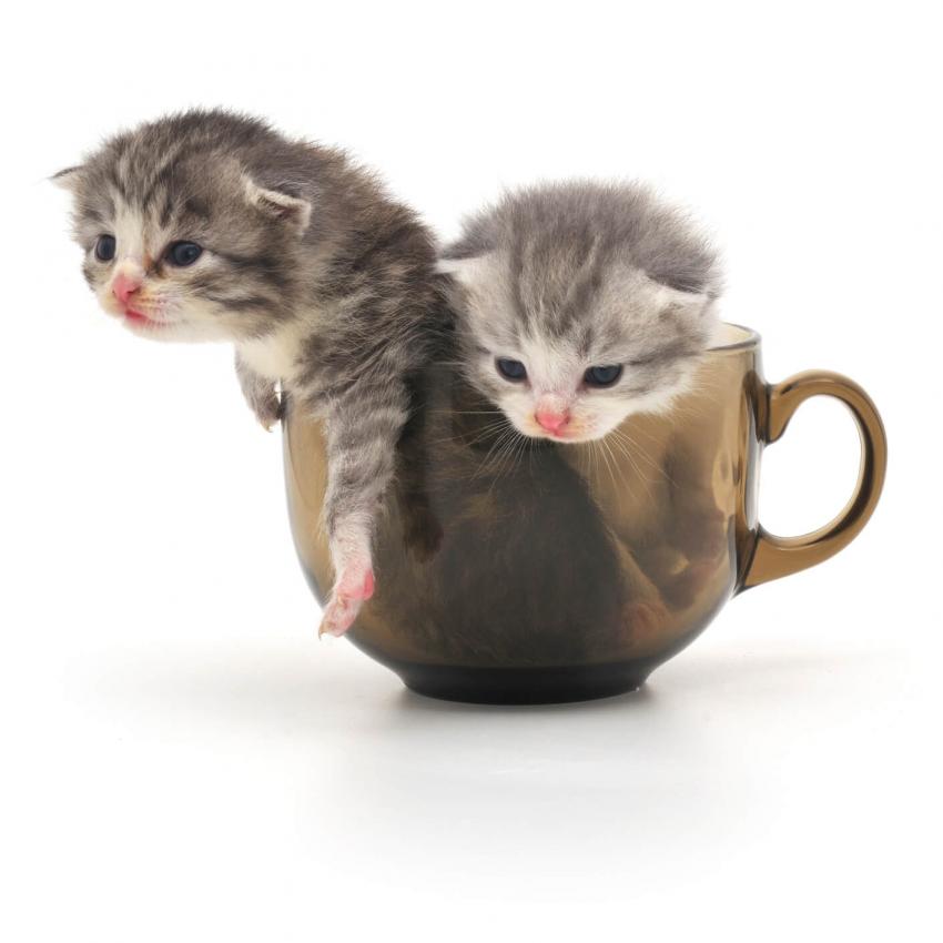 Funny Kittens Gallery | LoveToKnow Pets