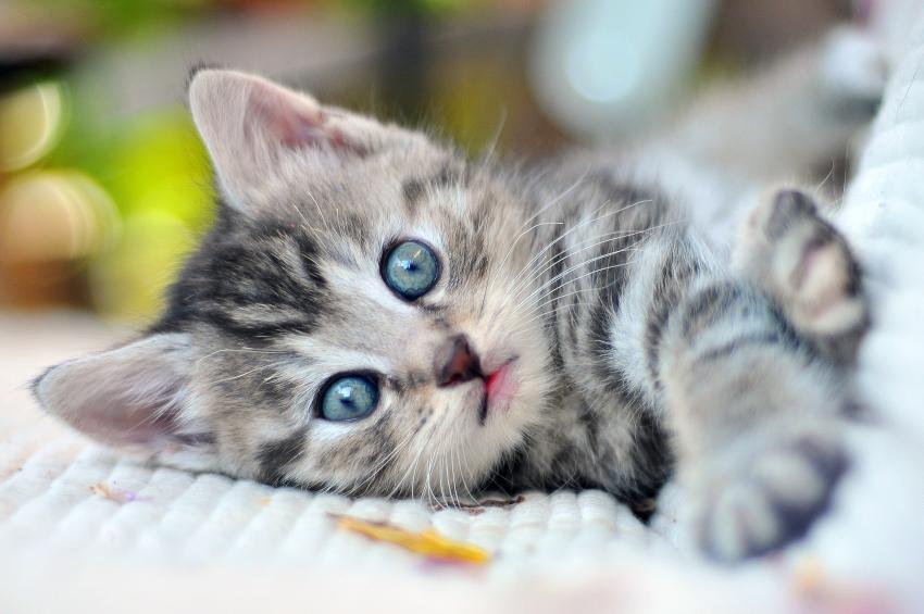 19 Floofy Kitten Pictures That'll Leave You Feline Purr-fectly Paw-some ...