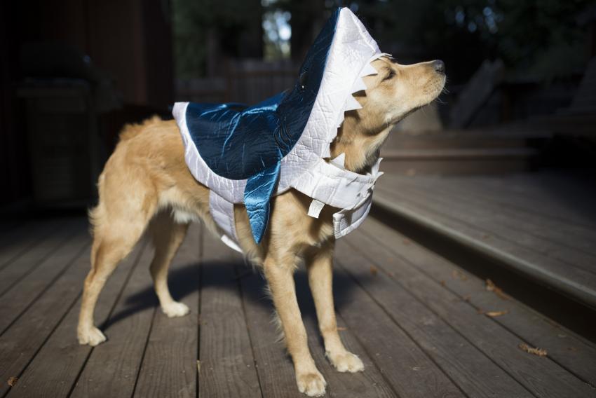 17 Funny Halloween Dog Pictures for Spooky Silliness | LoveToKnow