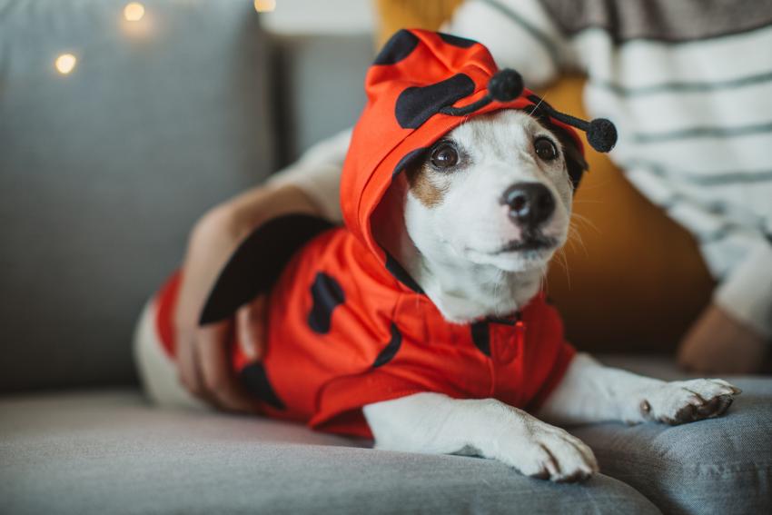 17 Funny Halloween Dog Pictures for Spooky Silliness | LoveToKnow