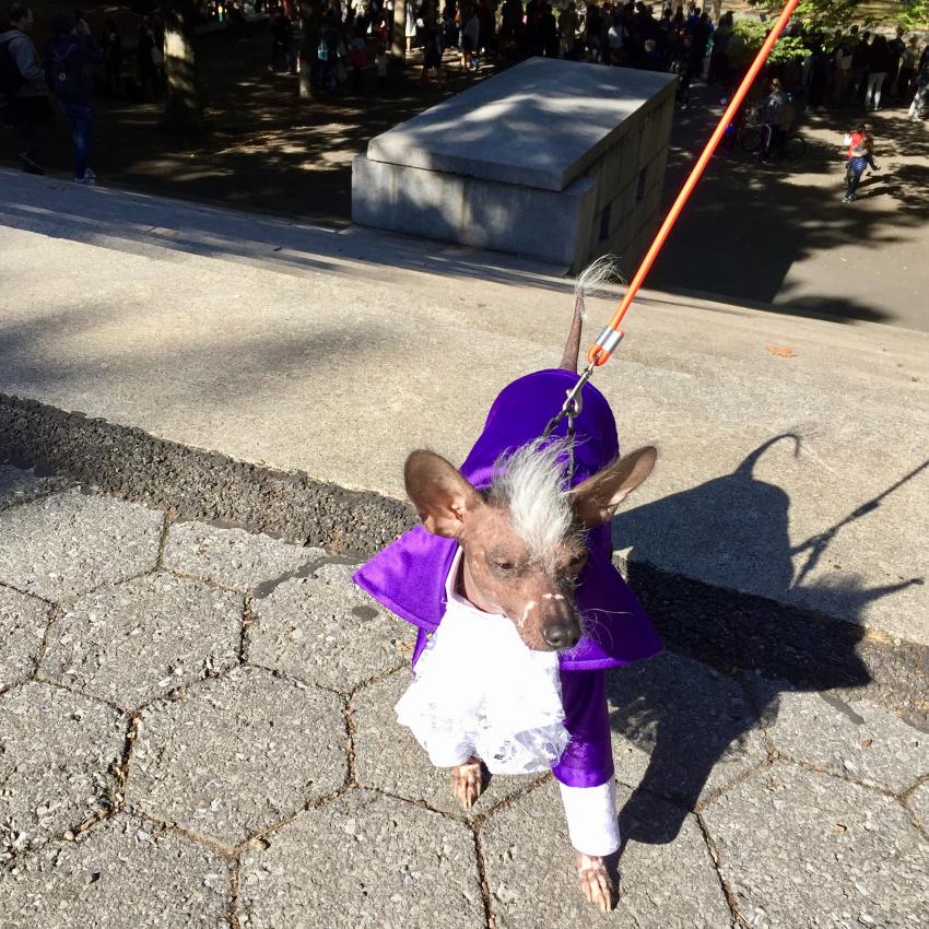 17 Funny Halloween Dog Pictures for Spooky Silliness | LoveToKnow