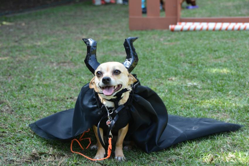 17 Funny Halloween Dog Pictures for Spooky Silliness | LoveToKnow