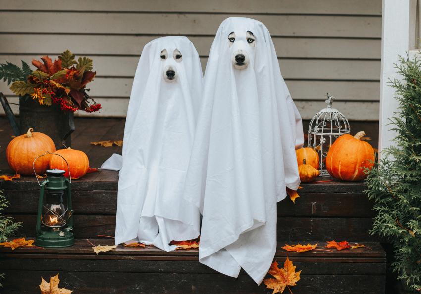 17 Funny Halloween Dog Pictures for Spooky Silliness | LoveToKnow
