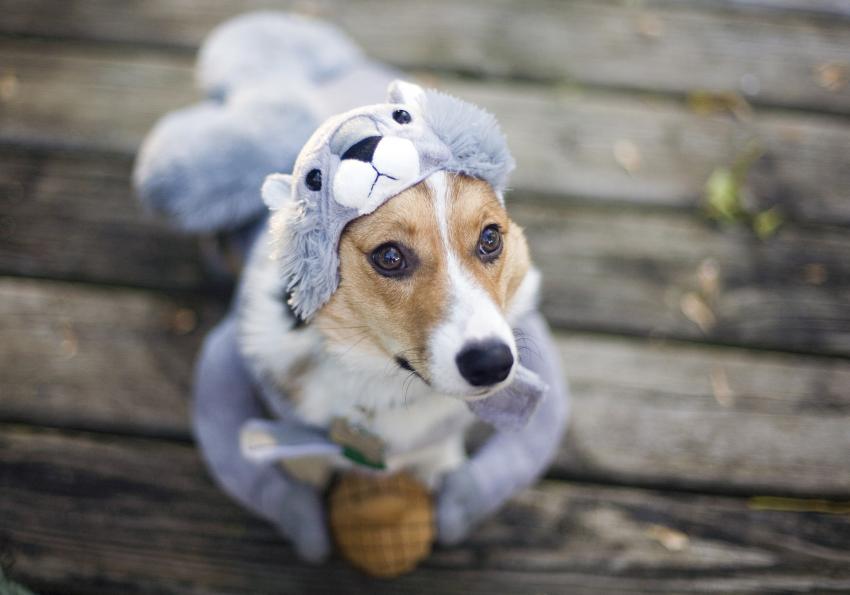 17 Funny Halloween Dog Pictures for Spooky Silliness | LoveToKnow