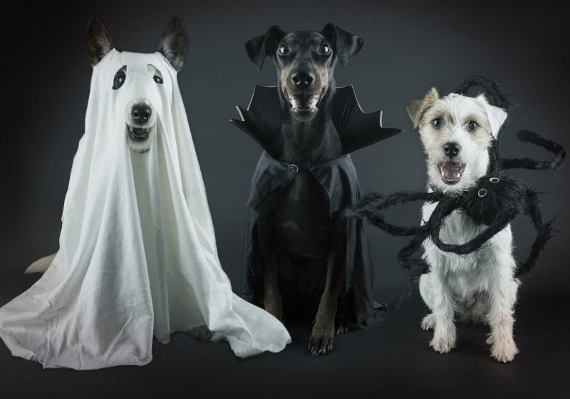17 Funny Halloween Dog Pictures for Spooky Silliness | LoveToKnow