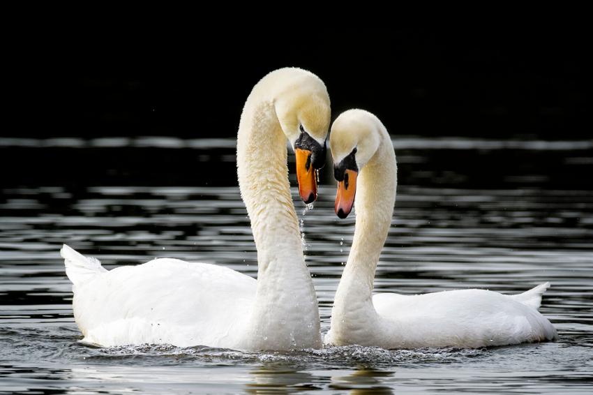 10 Animals That Symbolize Love & Creative Ways to Use the Symbols ...