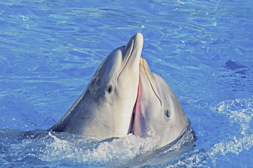 10 Animals That Symbolize Love & Creative Ways to Use the Symbols ...