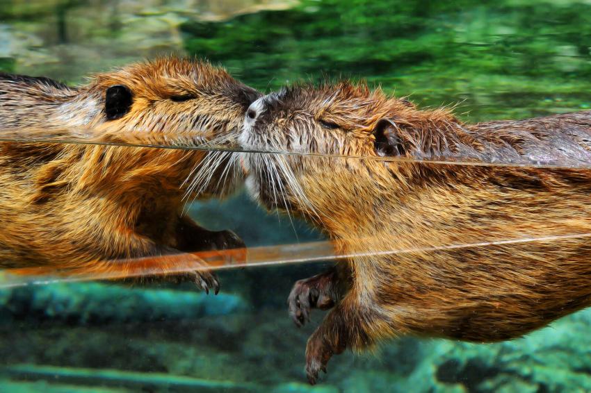 10 Animals That Symbolize Love & Creative Ways to Use the Symbols ...