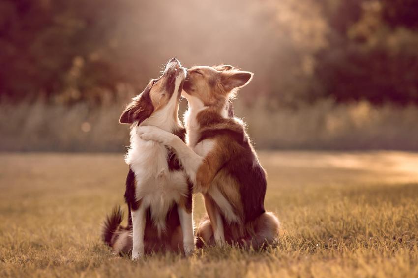 10 Animals That Symbolize Love & Creative Ways to Use the Symbols ...