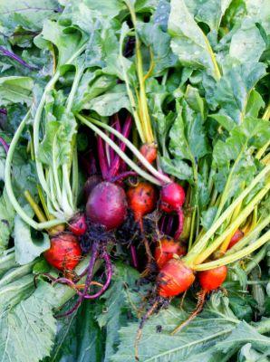 What Healthy Vitamins and Minerals Are in Beets? | LoveToKnow Health ...