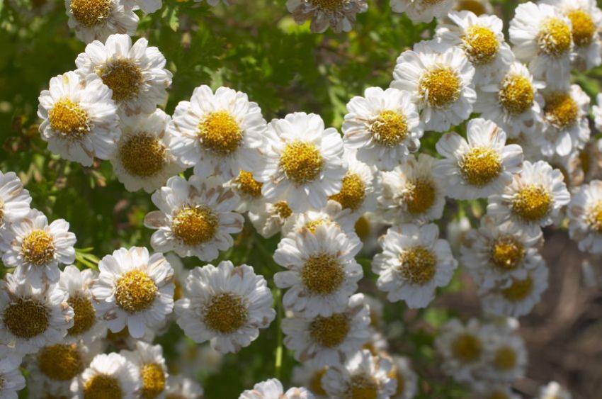 Herbs for Medical Use | LoveToKnow Health & Wellness