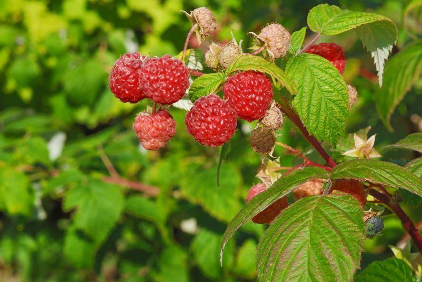 Herbs for Medical Use | LoveToKnow Health & Wellness