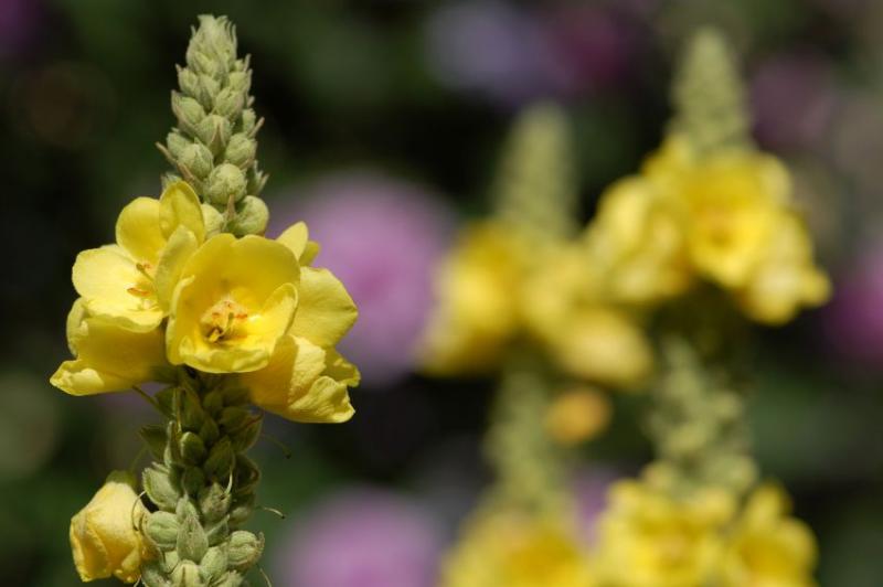 Easy Tips for Growing and Caring for Mullein Plants | LoveToKnow