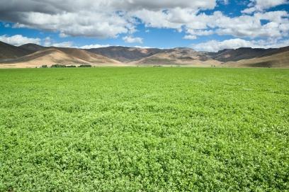 Benefits of Alfalfa | LoveToKnow Health & Wellness