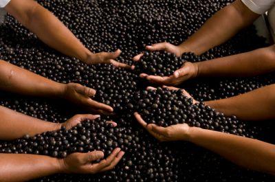 What Are the Benefits of Taking Acai | LoveToKnow Health & Wellness
