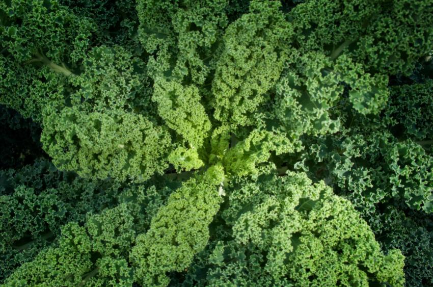 Nutritional Values of 7 Vegetables You Should Eat in Your Diet ...