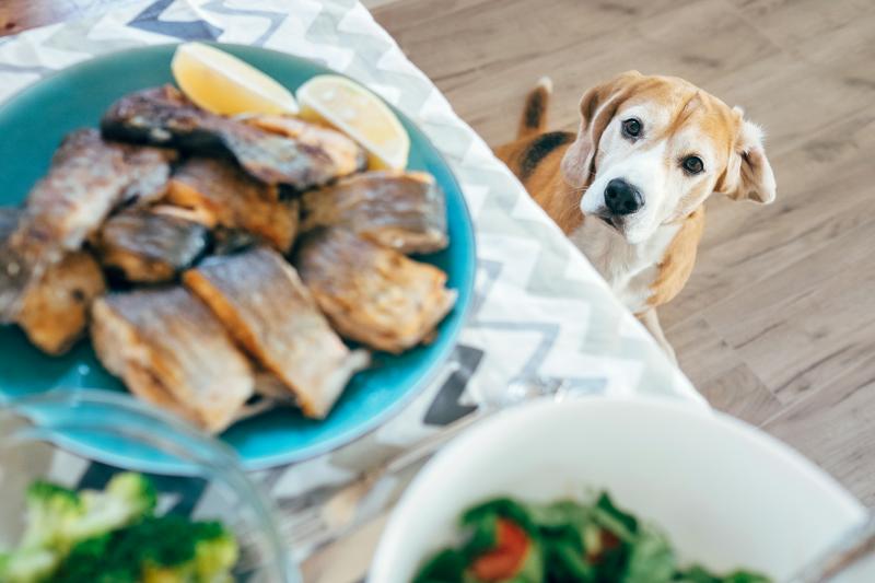 Can Dogs Eat Fish? Breakdown of the Safest Practices | LoveToKnow Pets