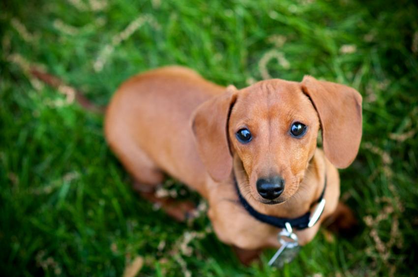 12 Miniature Dachshund Insights Unleashed (Plus Puppy Pics ...