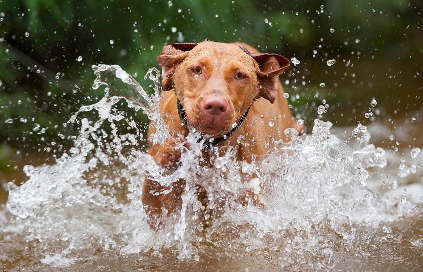 Meet the Sporting Dog Breeds: Athleticism & Art | LoveToKnow Pets