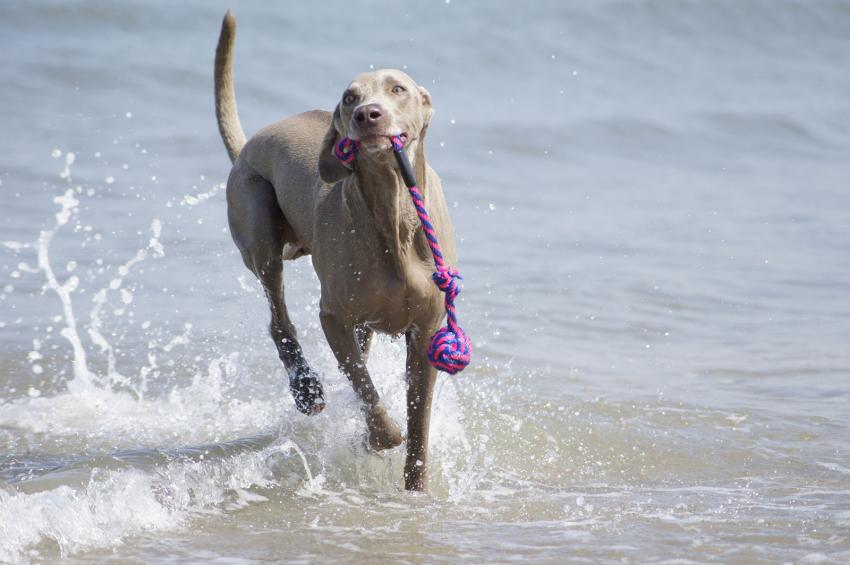 2026 Autonomous and App-Connected Toys Tackle High-Energy Dog Needs ...