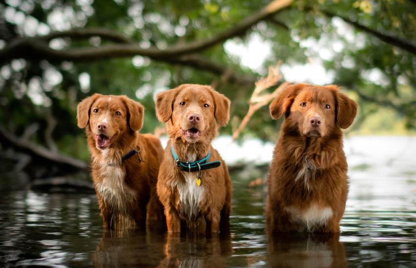 Meet the Sporting Dog Breeds: Athleticism & Art | LoveToKnow Pets