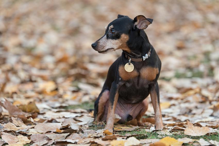 12 Miniature Dog Breeds That Are Small but Mighty | LoveToKnow Pets