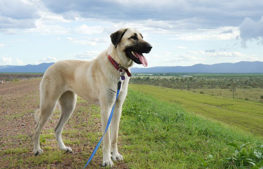 16 Contenders for the World’s Biggest Dog Breed | LoveToKnow Pets