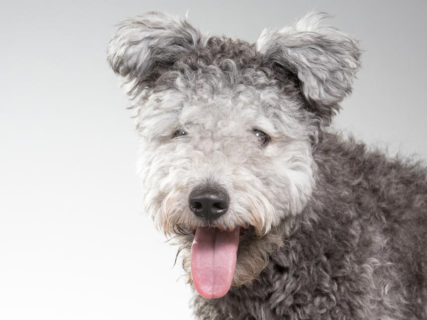 14 Dog Breeds Sporting Gorgeous Curls | LoveToKnow Pets