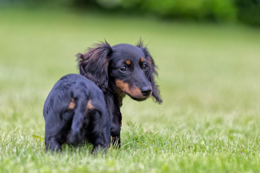 12 Miniature Dachshund Insights Unleashed (Plus Puppy Pics ...