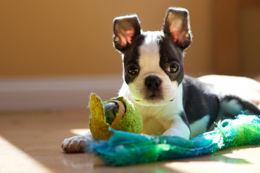 30+ Dog Breeds With the Cutest Puppies Around | LoveToKnow Pets