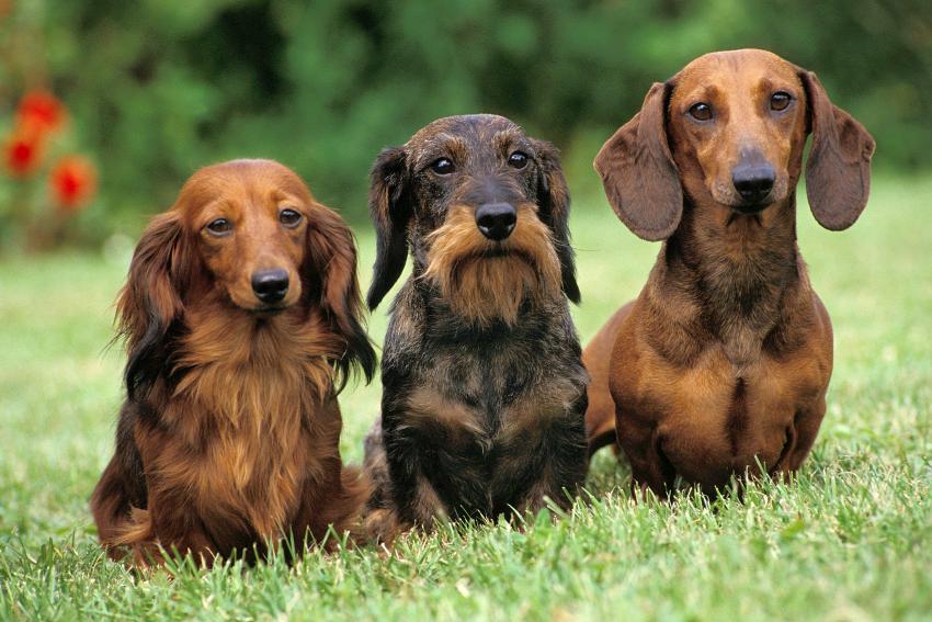 12 Miniature Dachshund Insights Unleashed (Plus Puppy Pics ...
