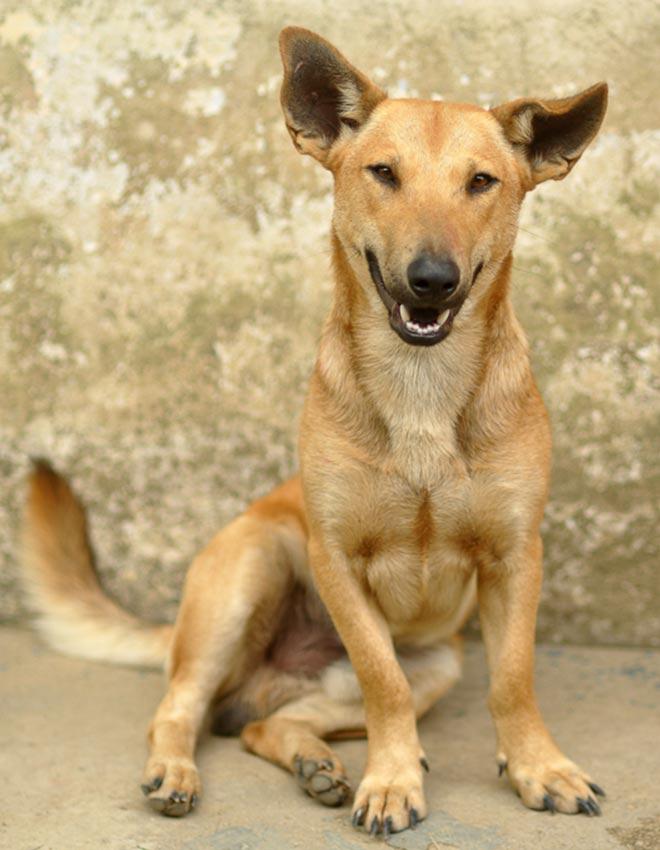 The 10 Most Quirky Dog Breeds | LoveToKnow Pets