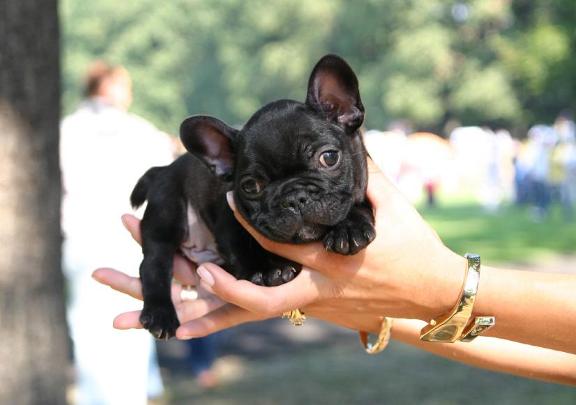 French Bulldog Pictures | LoveToKnow Pets