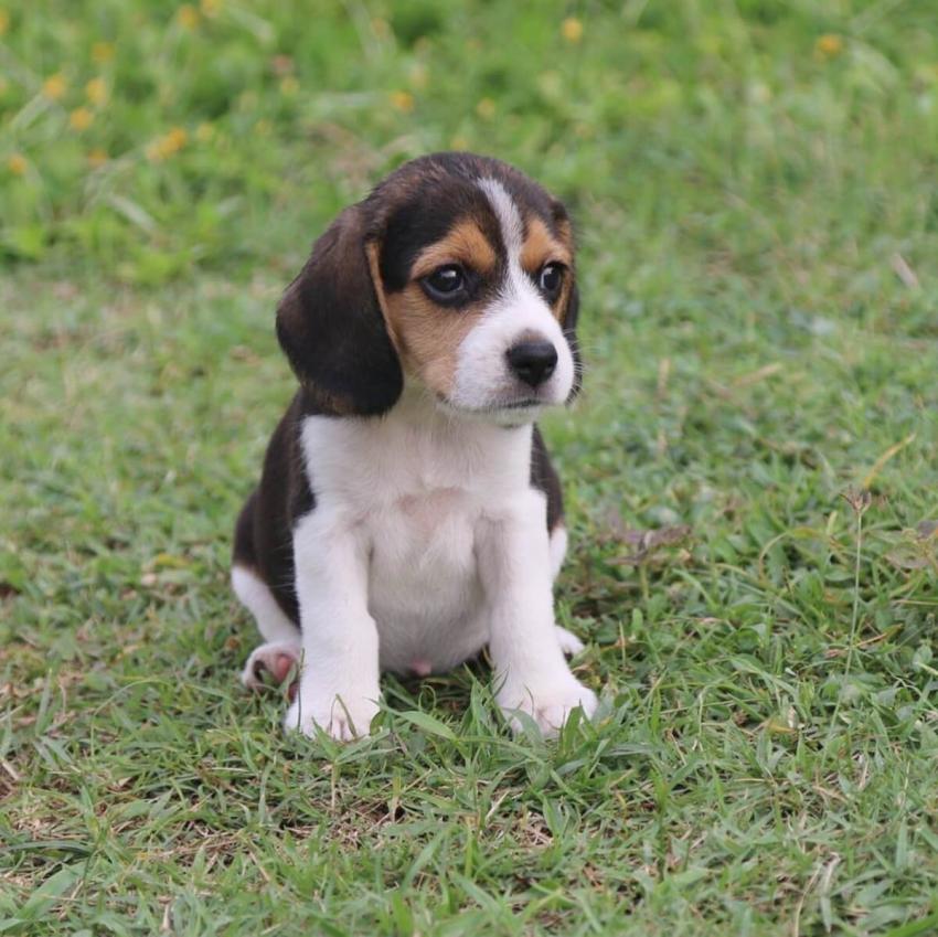 14 Pics of Mini Beagles That Are Just What the “Dogtor” Ordered ...