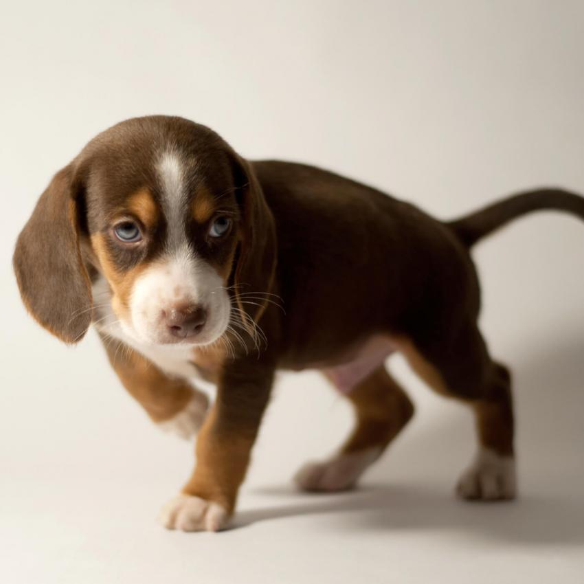 14 Pics of Mini Beagles That Are Just What the “Dogtor” Ordered ...