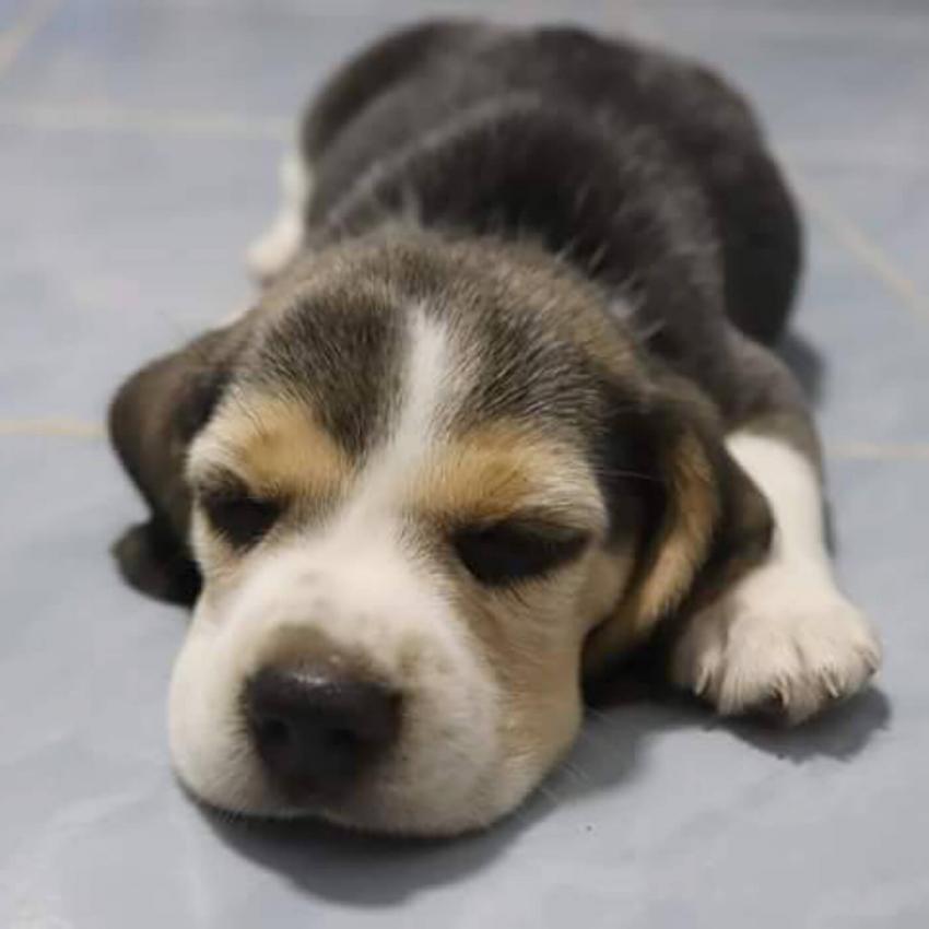 14 Pics of Mini Beagles That Are Just What the “Dogtor” Ordered ...