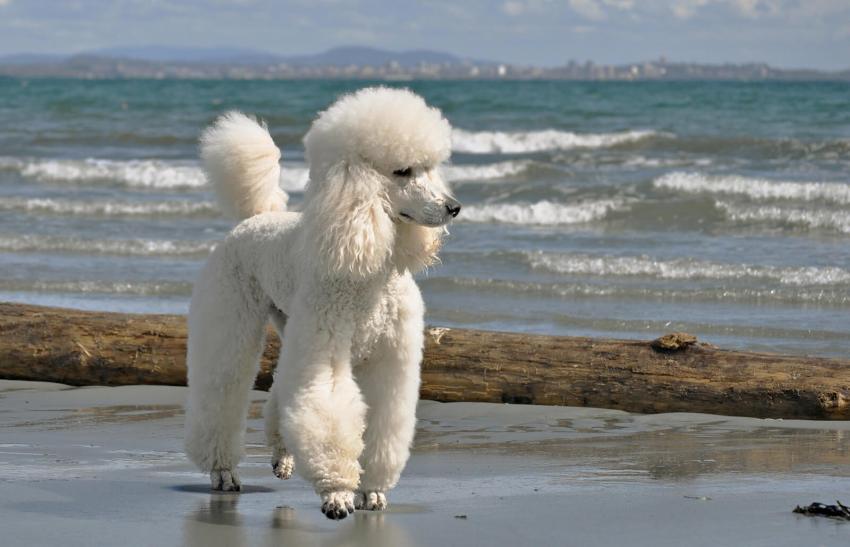 12 Water-Loving Dog Breeds That Are Great at Making a Splash ...