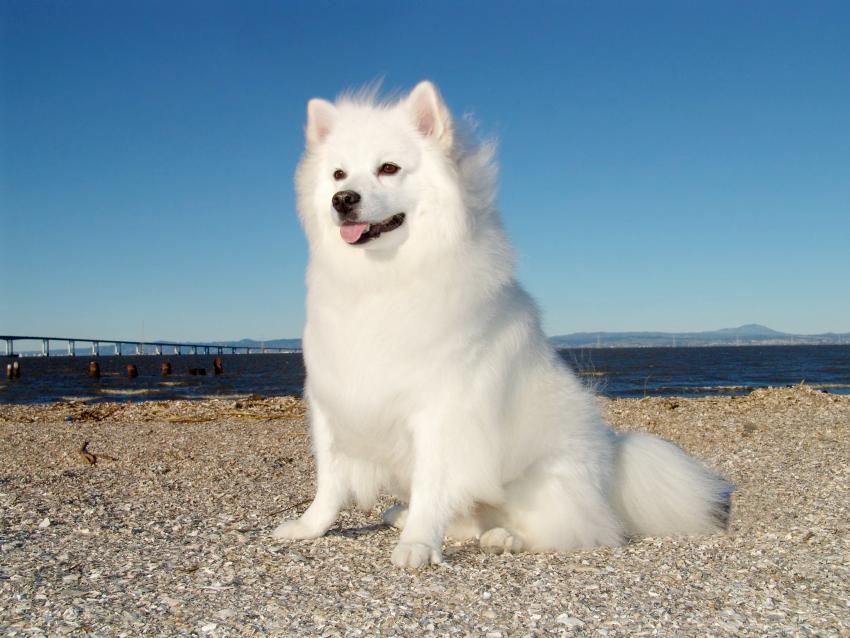 15 Cuddle-Worthy Dog Breeds That Look Like Teddy Bears | LoveToKnow Pets