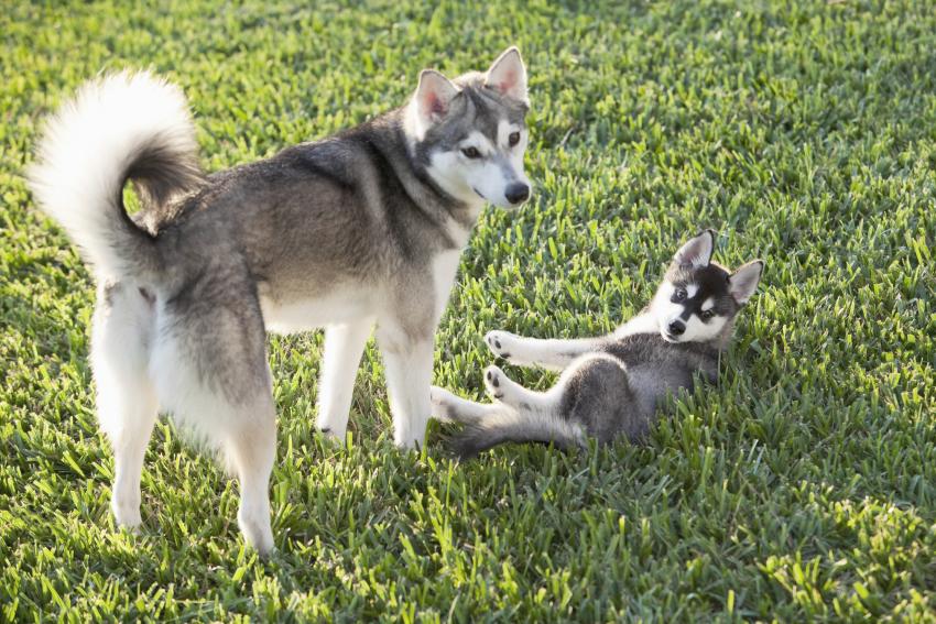 12 Miniature Dog Breeds That Are Small but Mighty | LoveToKnow Pets