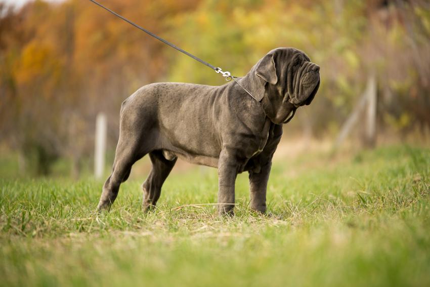 11 Pictures of Big Dogs: Gentle Giants You'll Want to Take Home ...