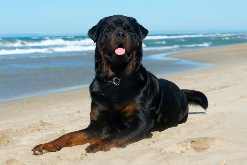 Large Dog Breed Pictures | LoveToKnow Pets